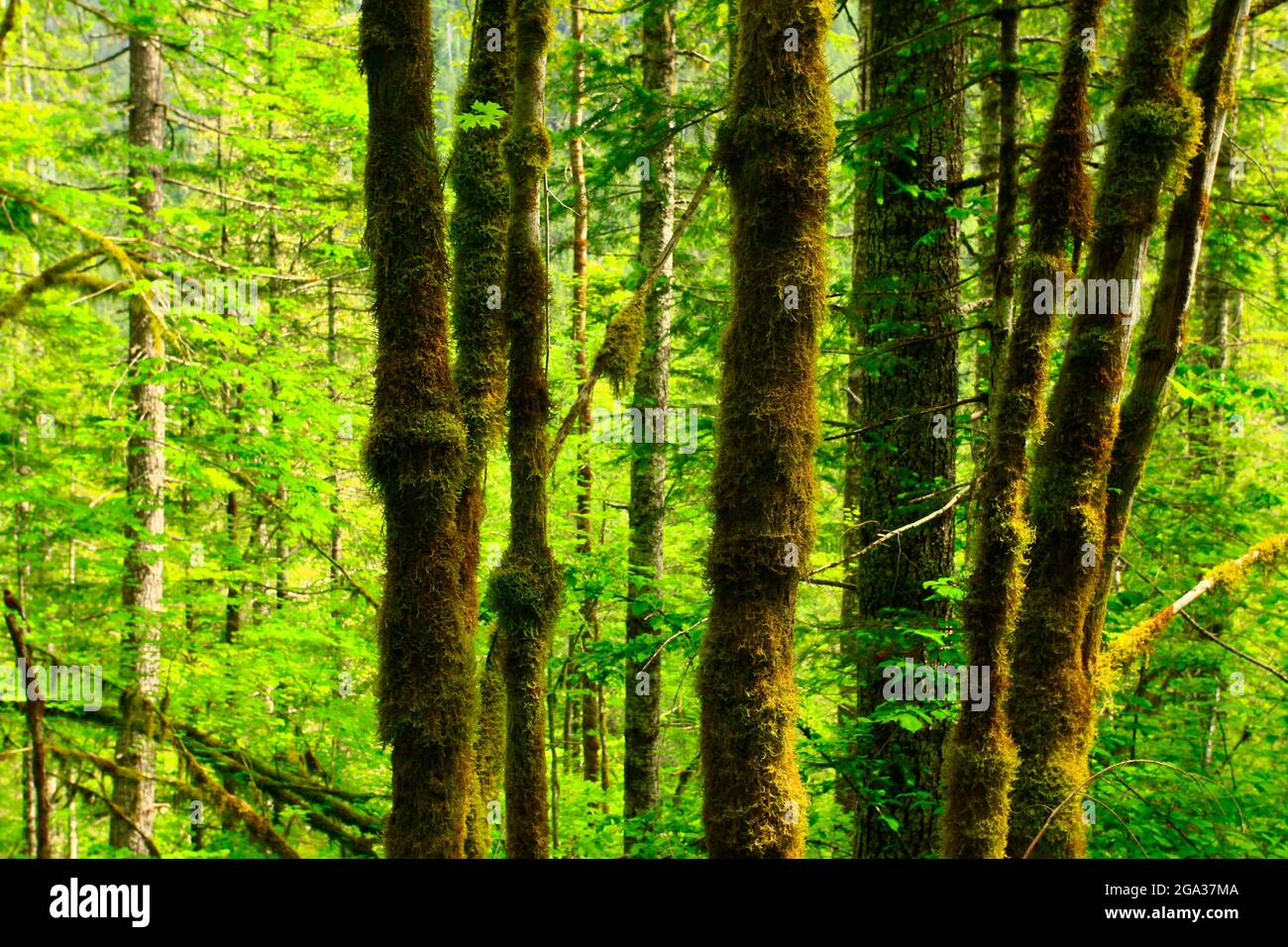 a exterior picture of an Pacific Northwest rainforest with Mossy Big leaf maple trees Stock ...