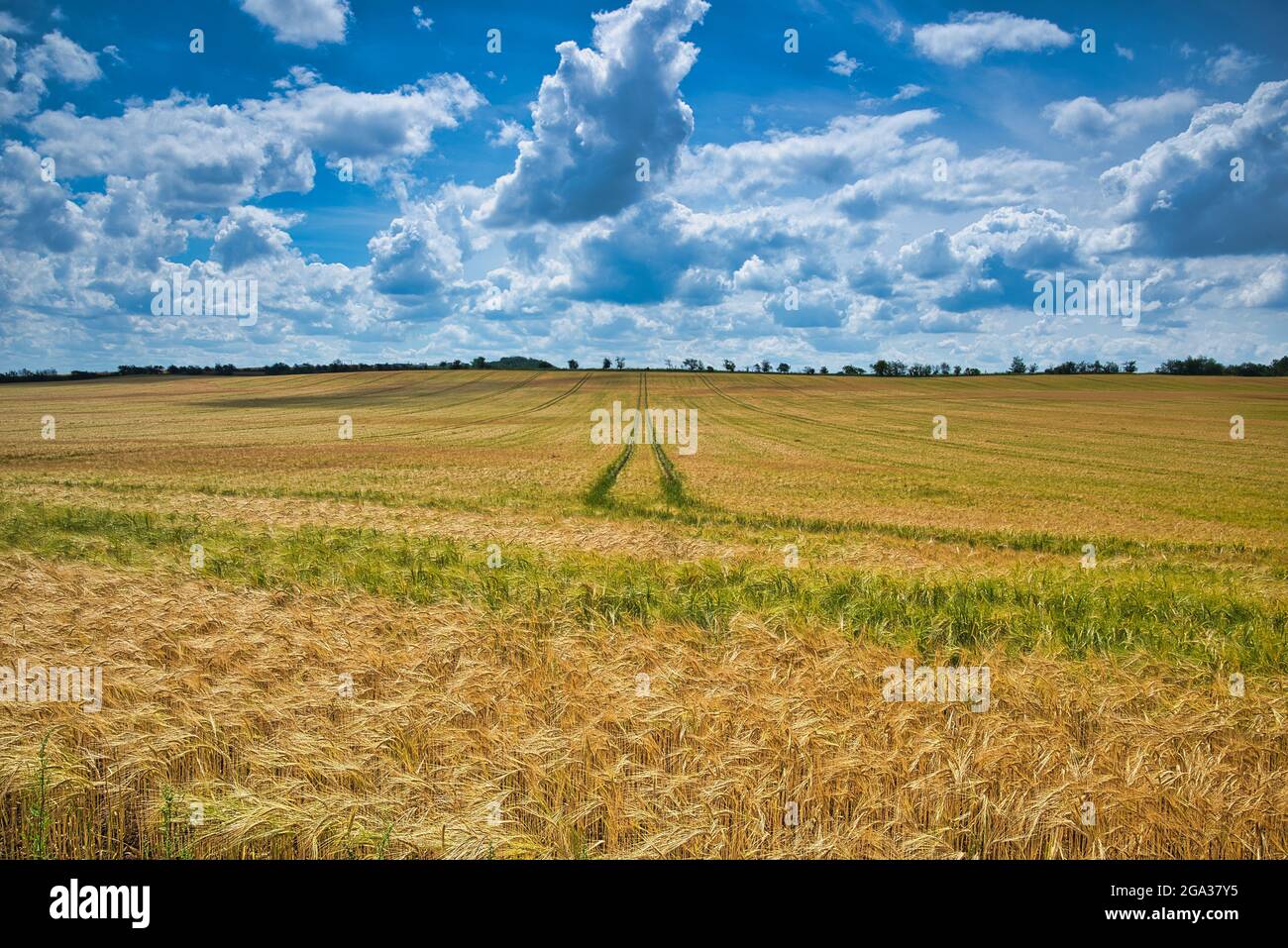 Beauview of a grain field in beautiful weather with blue skies and ...