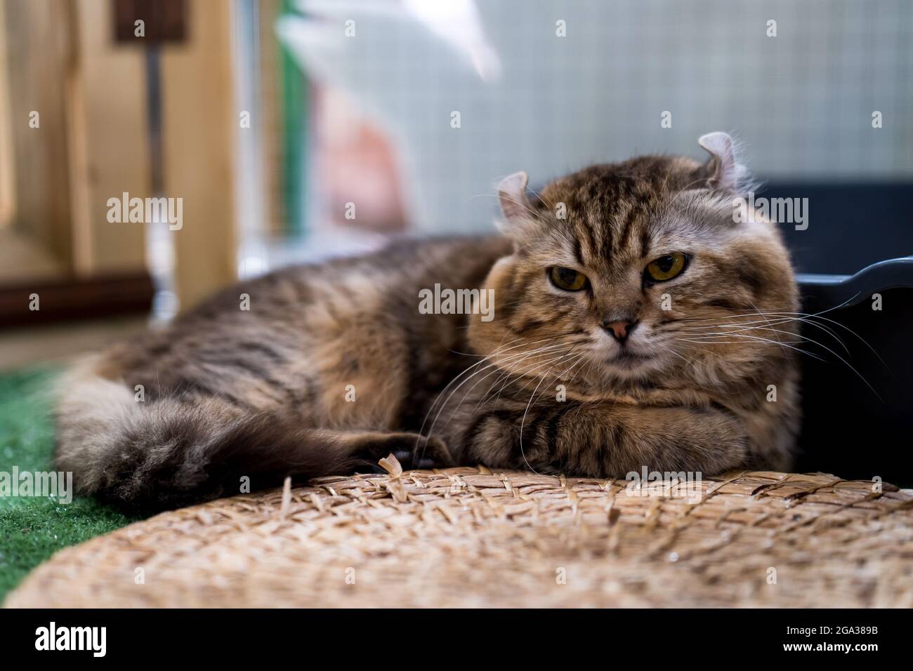 Adorable fluffy cute cat Stock Photo - Alamy