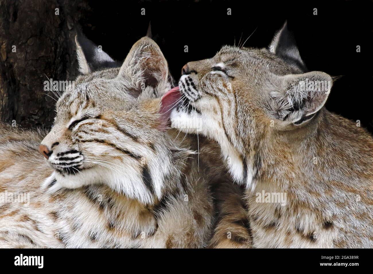 Lynx tongue hi-res stock photography and images - Alamy