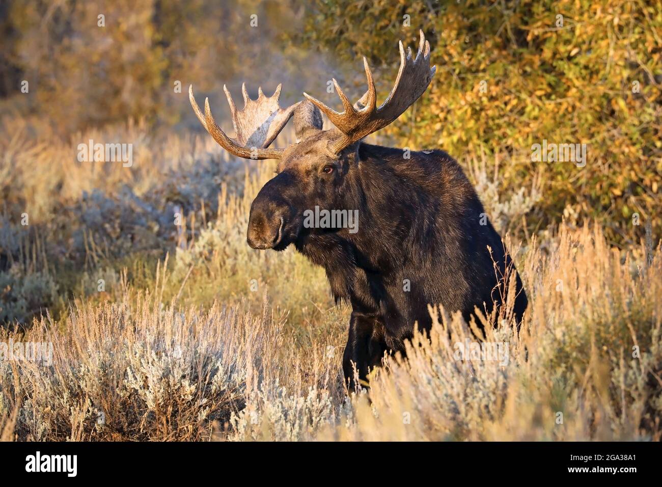 Bull Shiras moose (Alces alces shirasi) in a field of brush in autumn ...