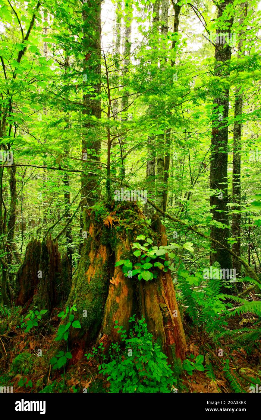 a exterior picture of an Pacific Northwest forest with conifer tree ...