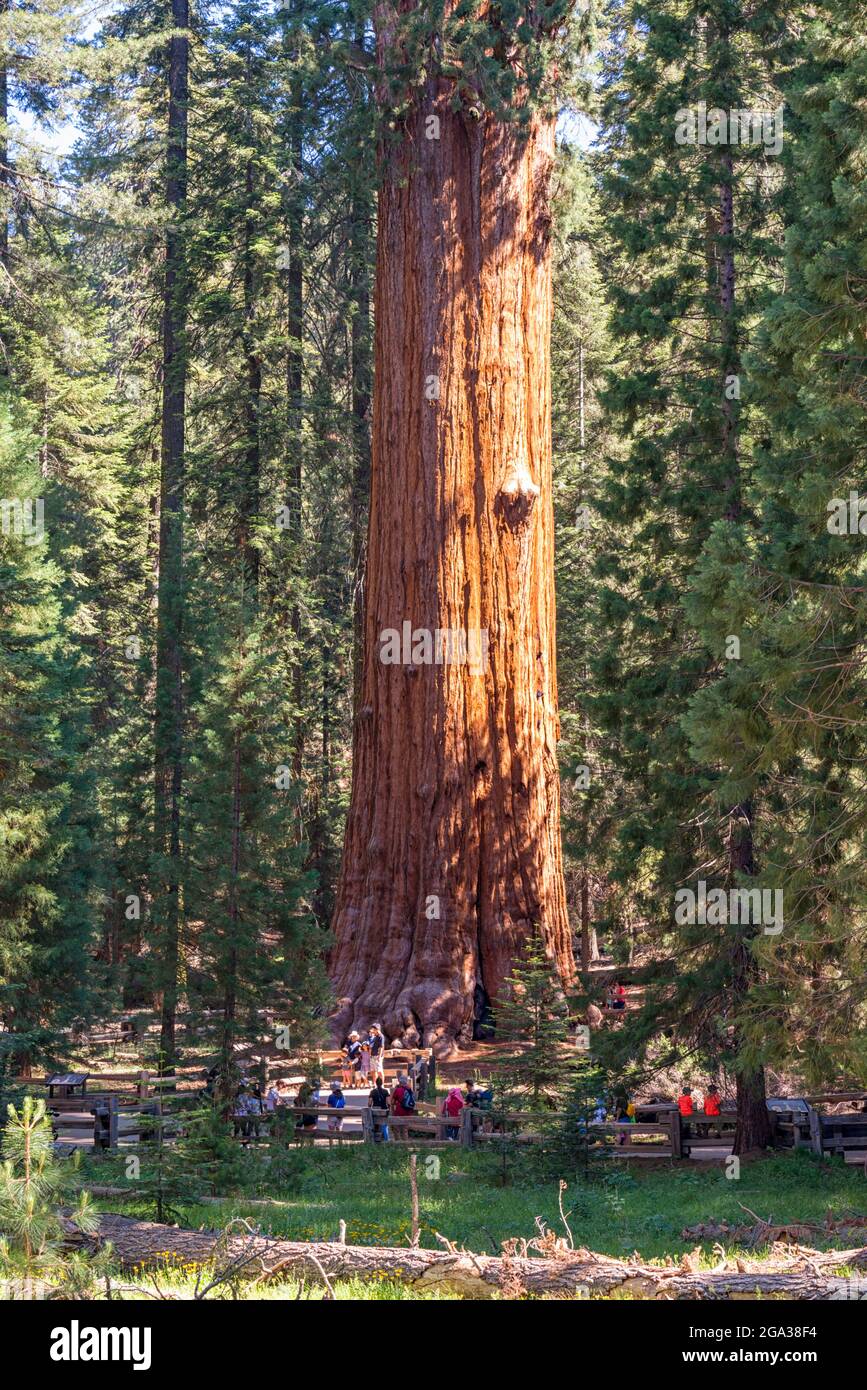 Sequoia National Park, California, USA. The iconic General Sherman Tree ...