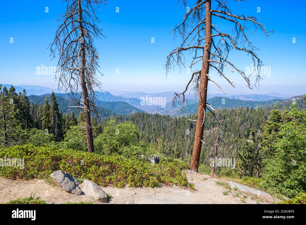 Sequoia national park and path hi-res stock photography and images - Alamy