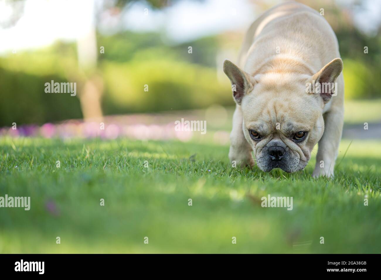 Bulldog flower field hi-res stock photography and images - Alamy