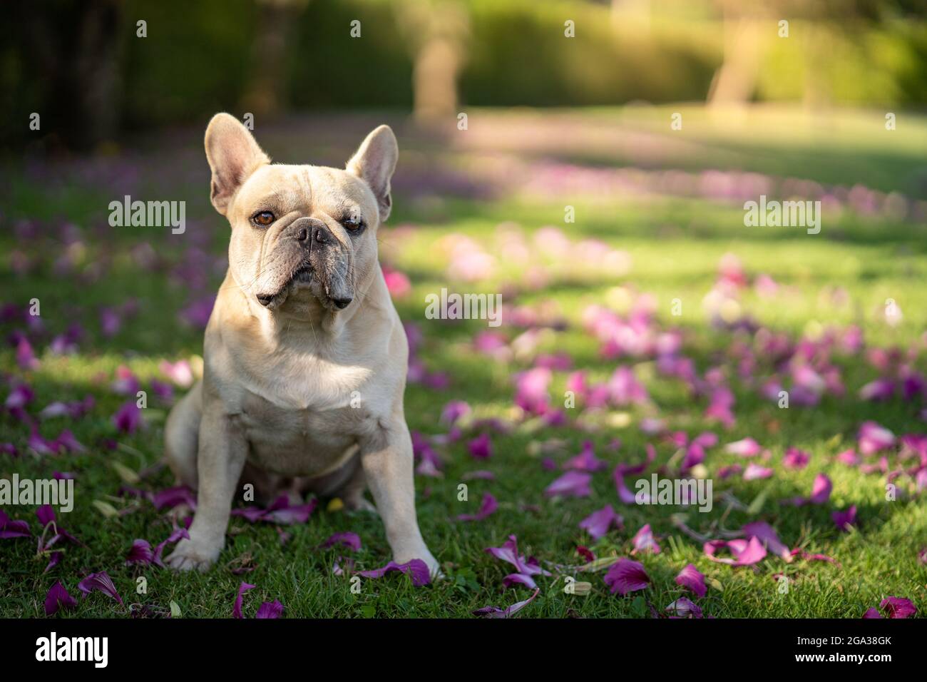 Bulldog flower field hi-res stock photography and images - Alamy