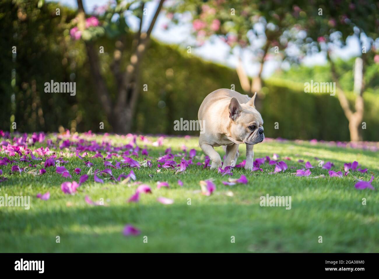 Bulldog flower field hi-res stock photography and images - Alamy
