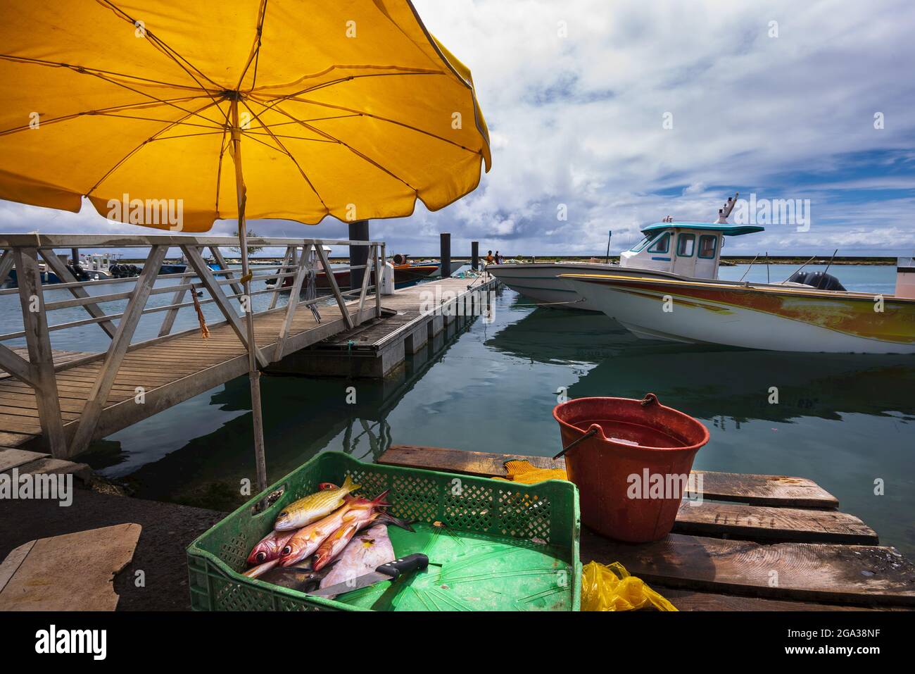 Fresh caught fish for fish sellers at Point-A-Pitre on Grande-Terre ...