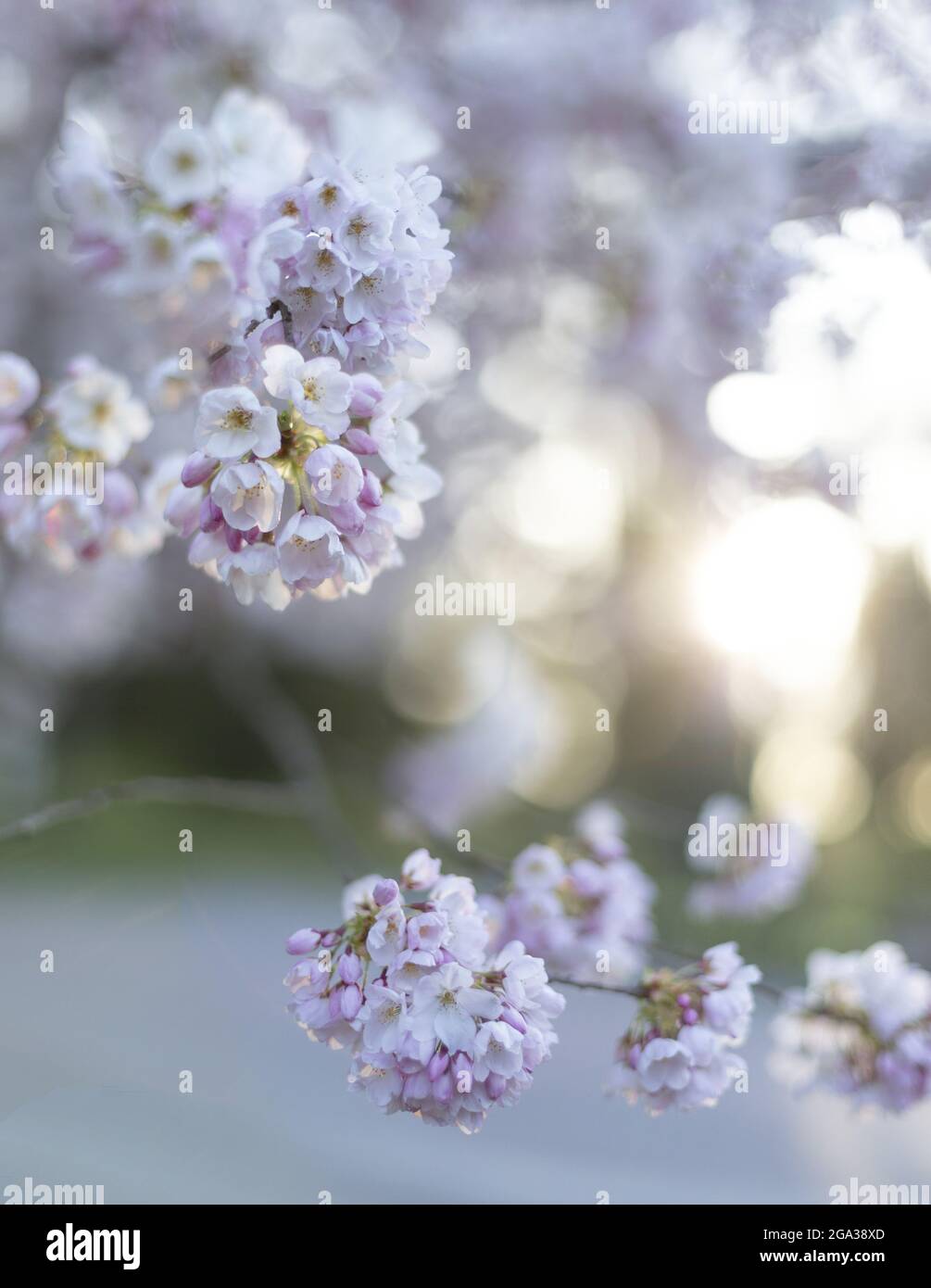 Cherry blossoms in springtime in Stanley Park, Vancouver, BC, Canada ...
