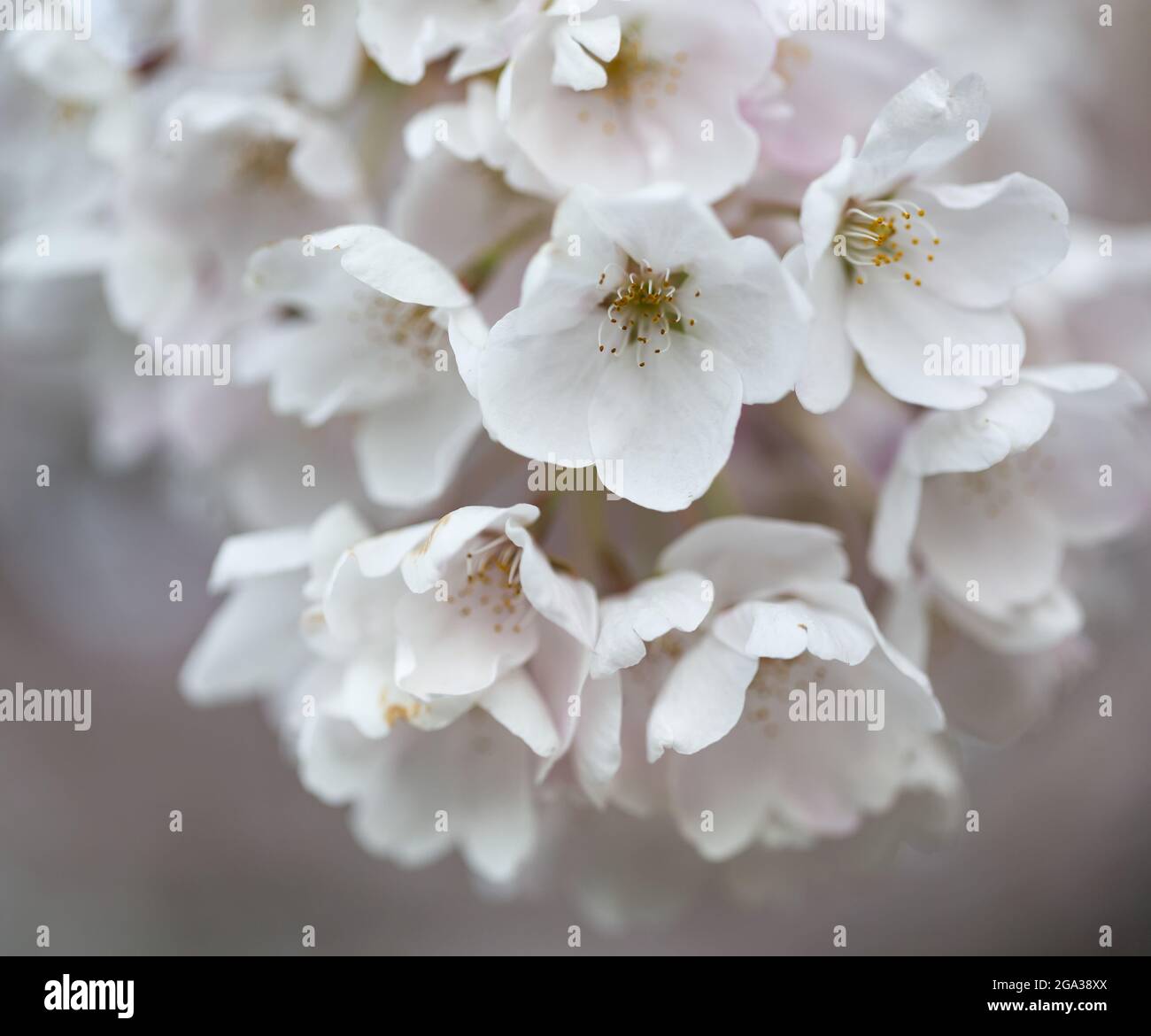 Cherry blossoms in springtime in Stanley Park, Vancouver, BC, Canada ...
