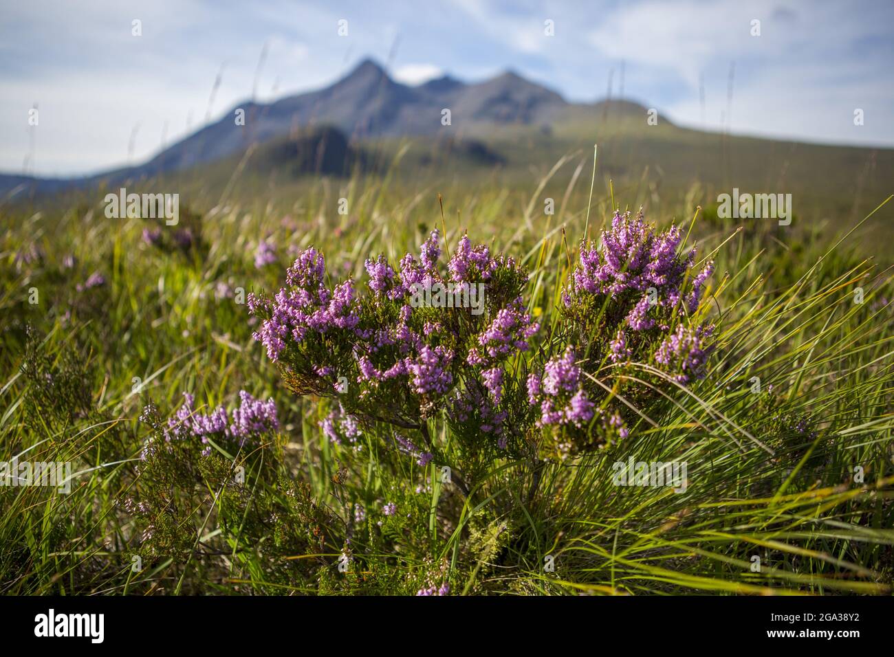 Along a hiking trail, Heather (Calluna vulgaris) plants bloom near the ...