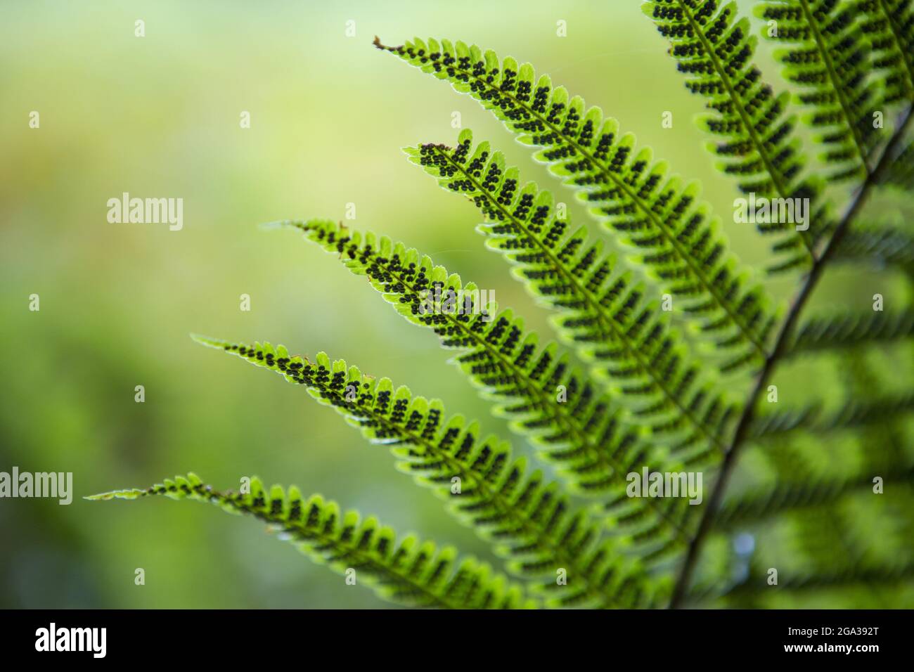 Detail of a fern plant; Armadale, Skye, Scotland Stock Photo - Alamy