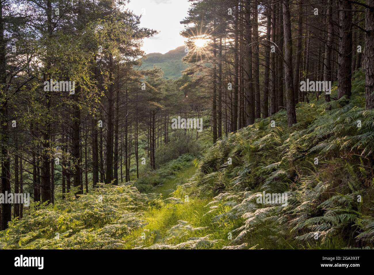 The sun bursts through trees lining a path near Inverie, Scotland ...
