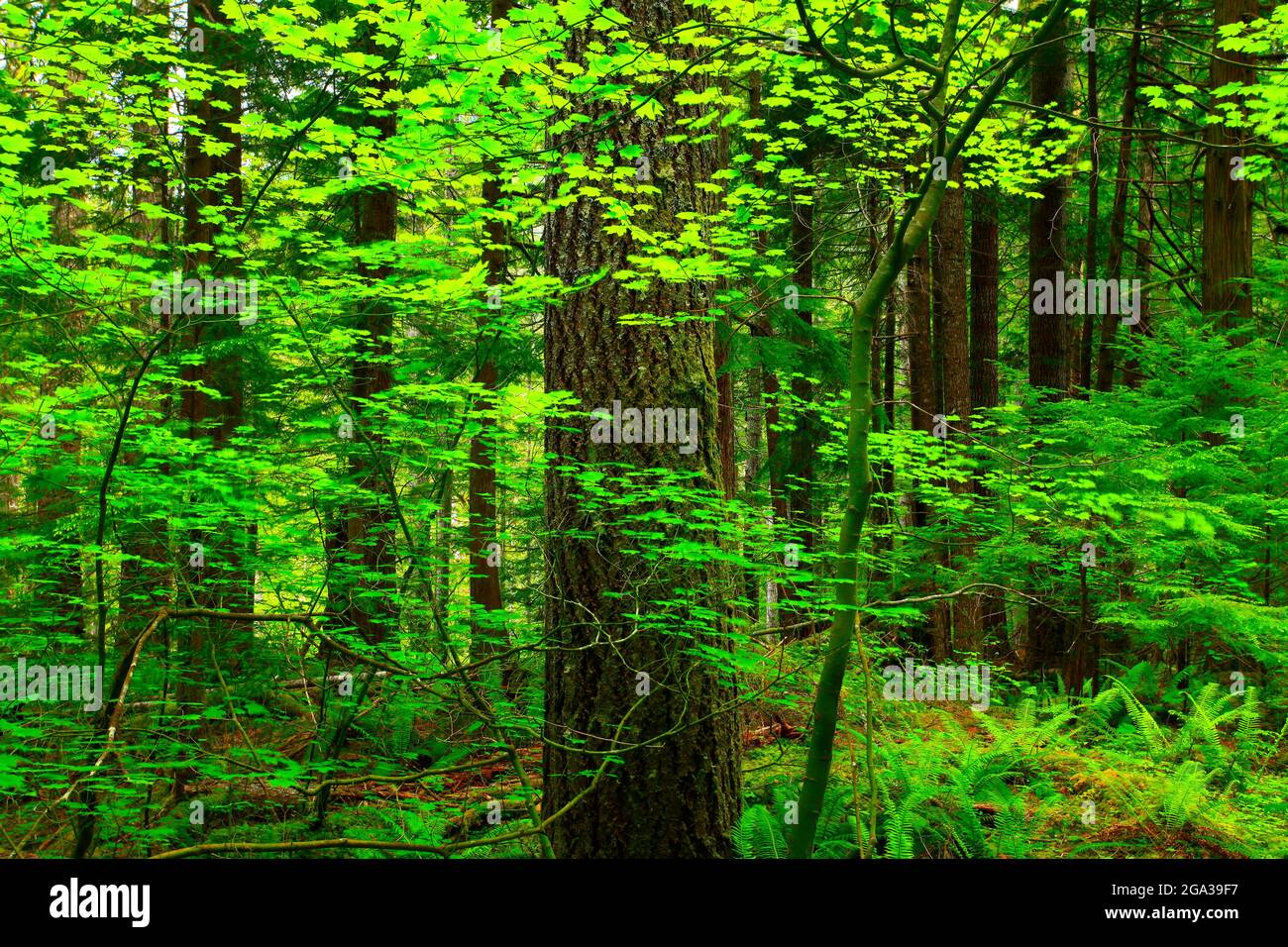 a exterior picture of an Pacific Northwest rainforest Stock Photo - Alamy