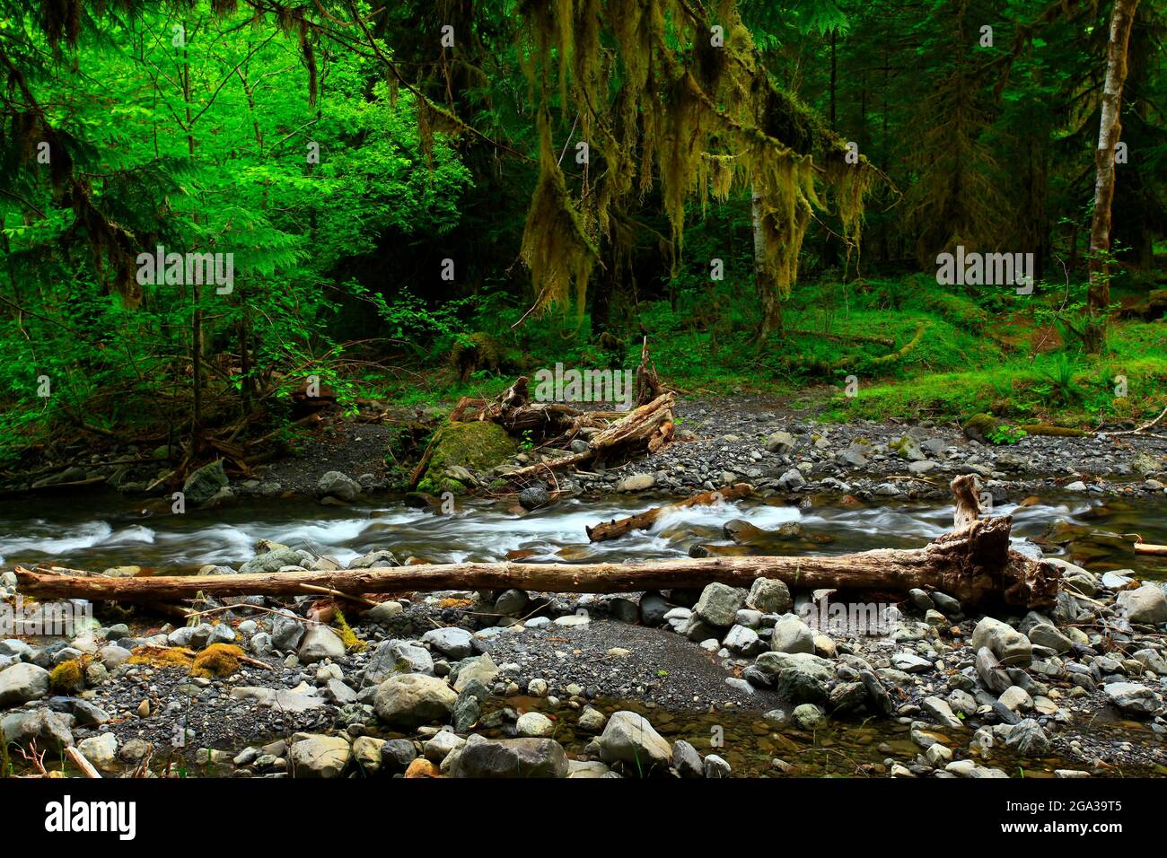 a exterior picture of an Pacific Northwest rainforest river Stock Photo ...