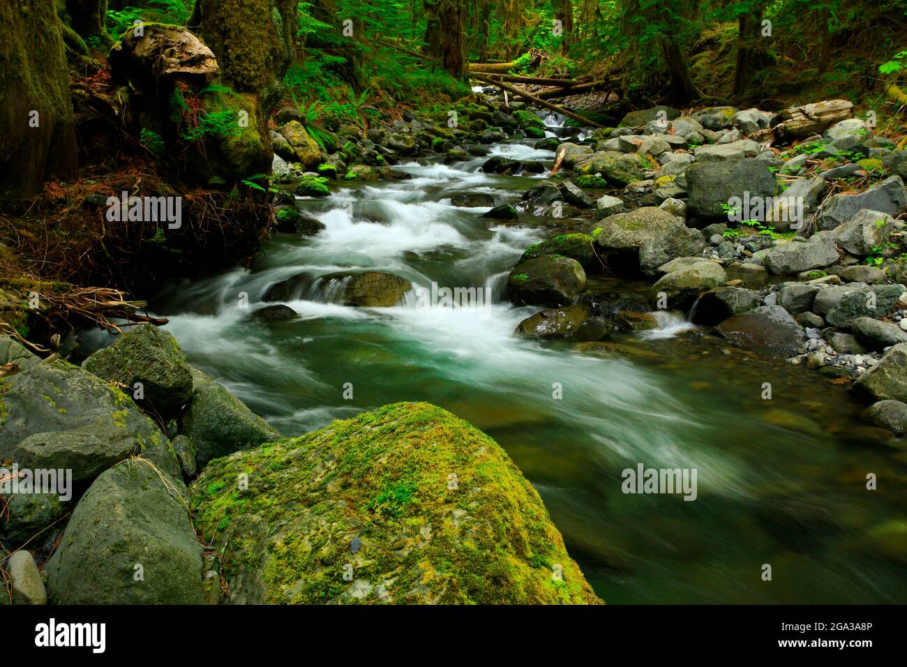 a exterior picture of an Pacific Northwest rainforest river Stock Photo ...