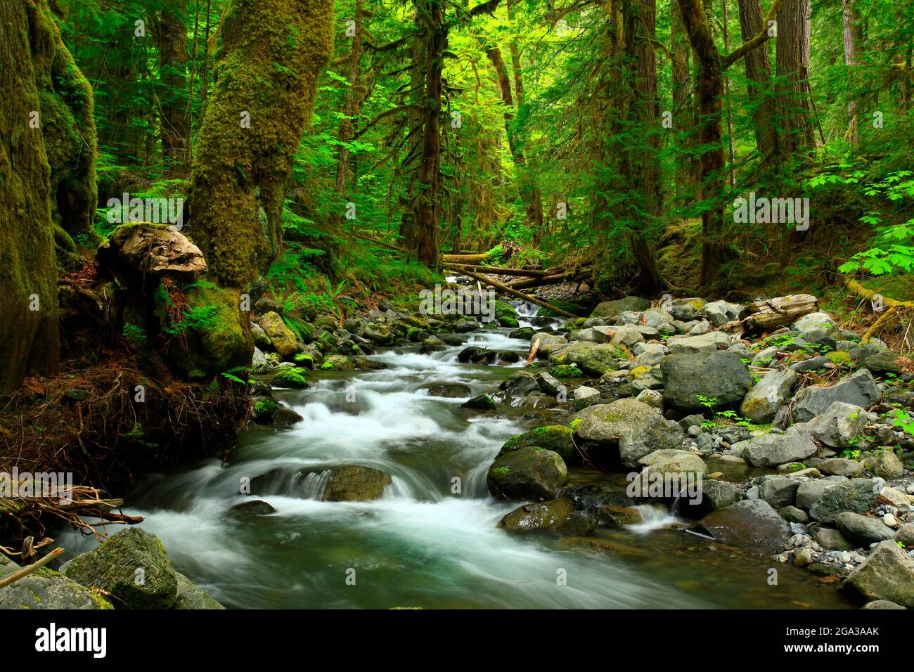 a exterior picture of an Pacific Northwest rainforest river Stock Photo ...