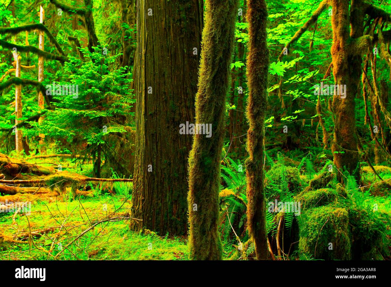a exterior picture of an Pacific Northwest rainforest Stock Photo - Alamy