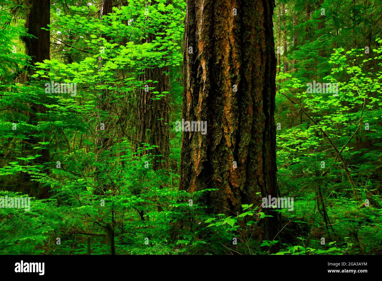 a exterior picture of an Pacific Northwest rainforest Stock Photo - Alamy