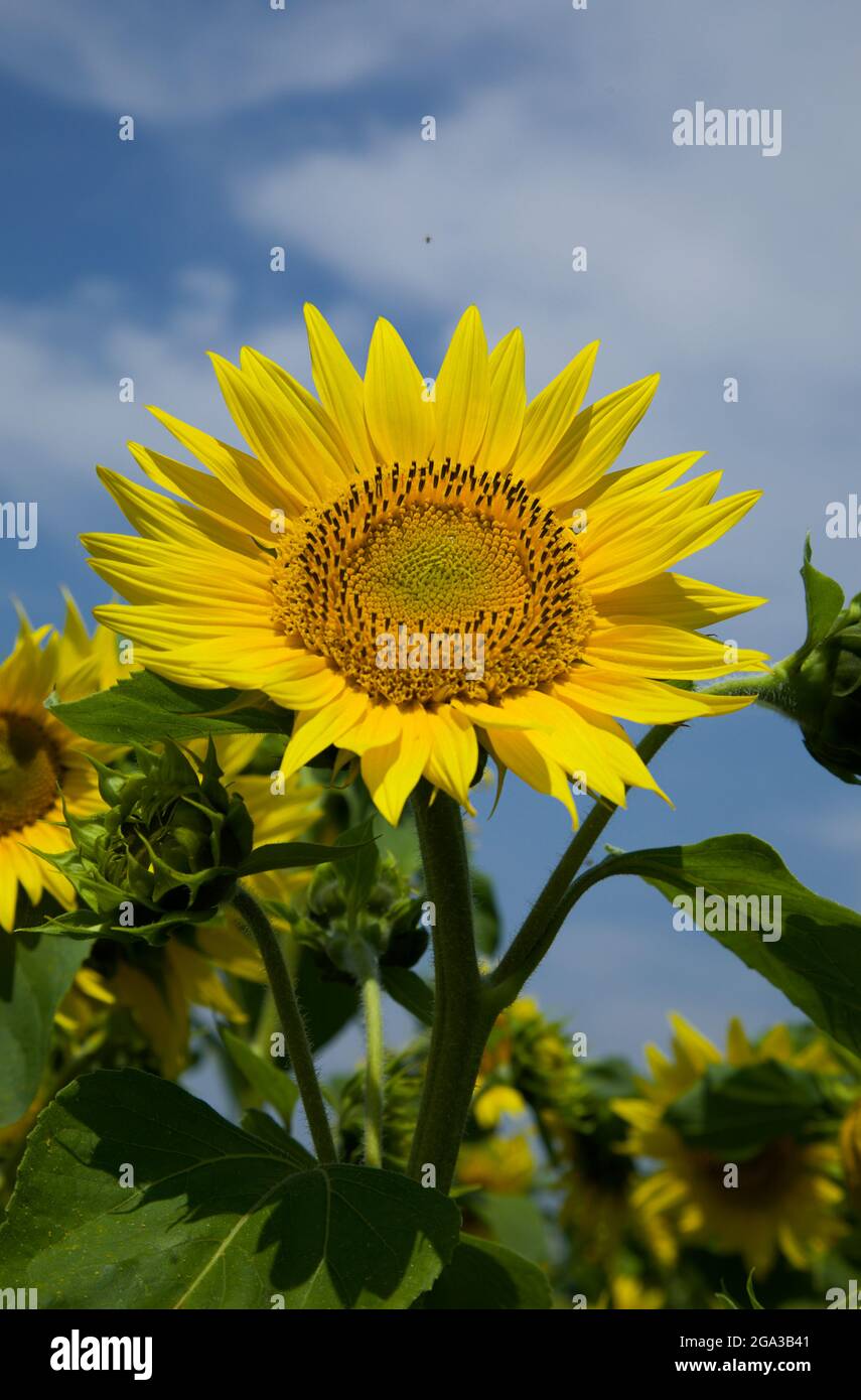 Colourful windwill toy on white background. Isolated pinwale Stock ...