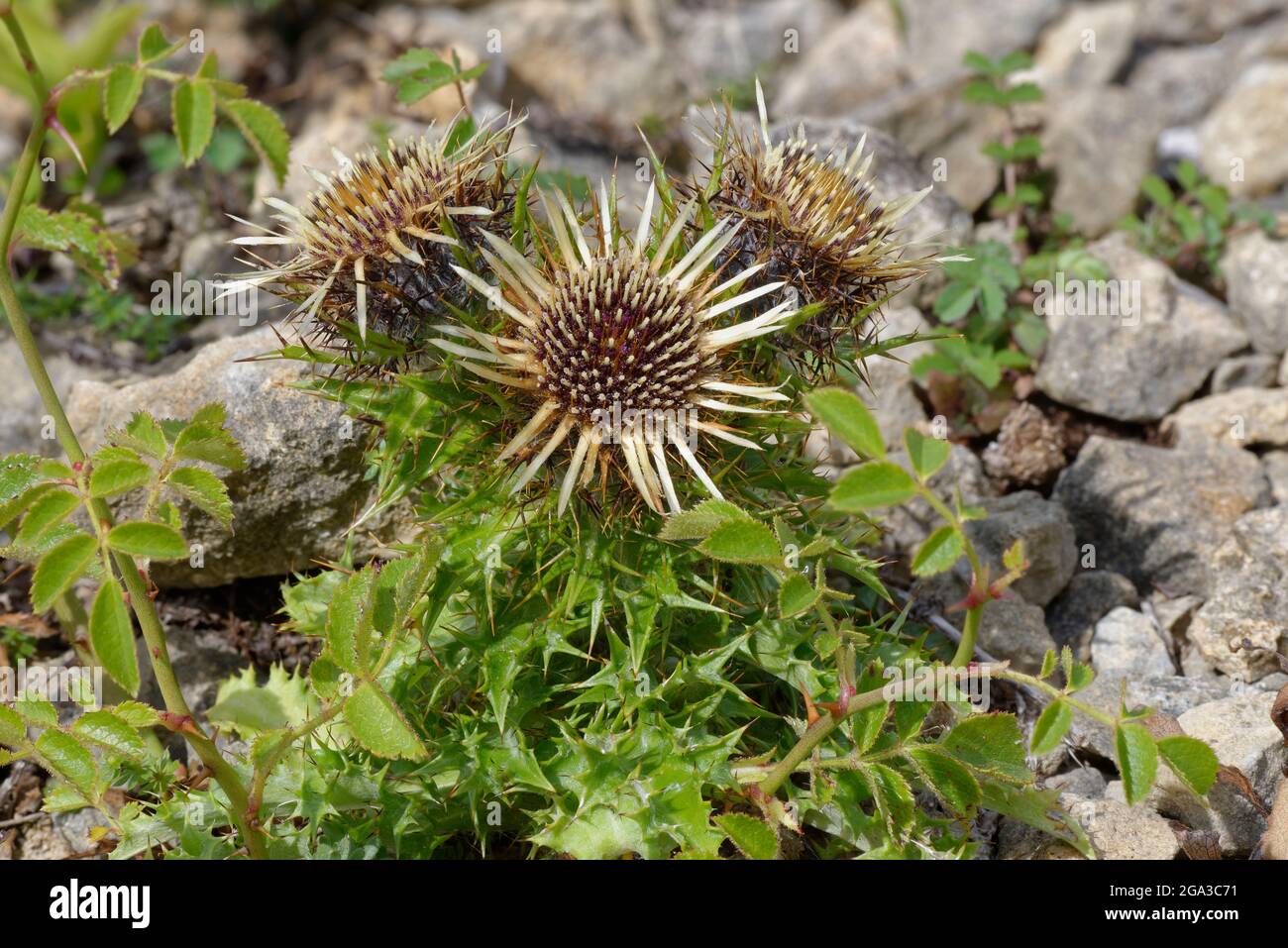Carline Thistle - Carlina vulgaris, plant with three flowers growing in ...