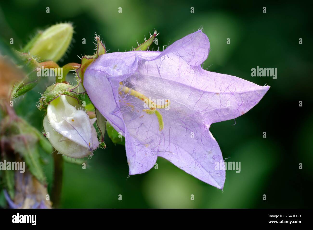 Nettle-leaved Bellflower - Campanula trachelium, flowers & buds Stock ...
