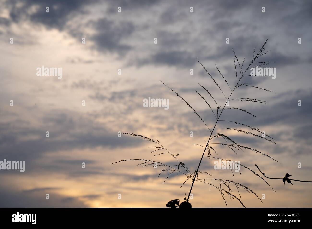 Beautiful sunset sky with a tall reed silhouette Stock Photo - Alamy