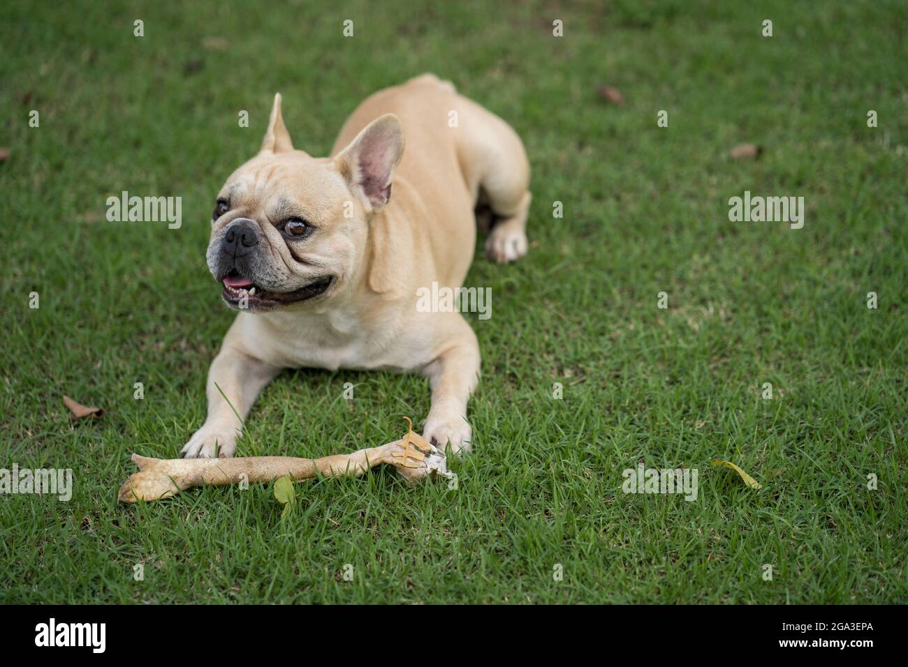Cute french bulldog on a meadow with a bone Stock Photo - Alamy