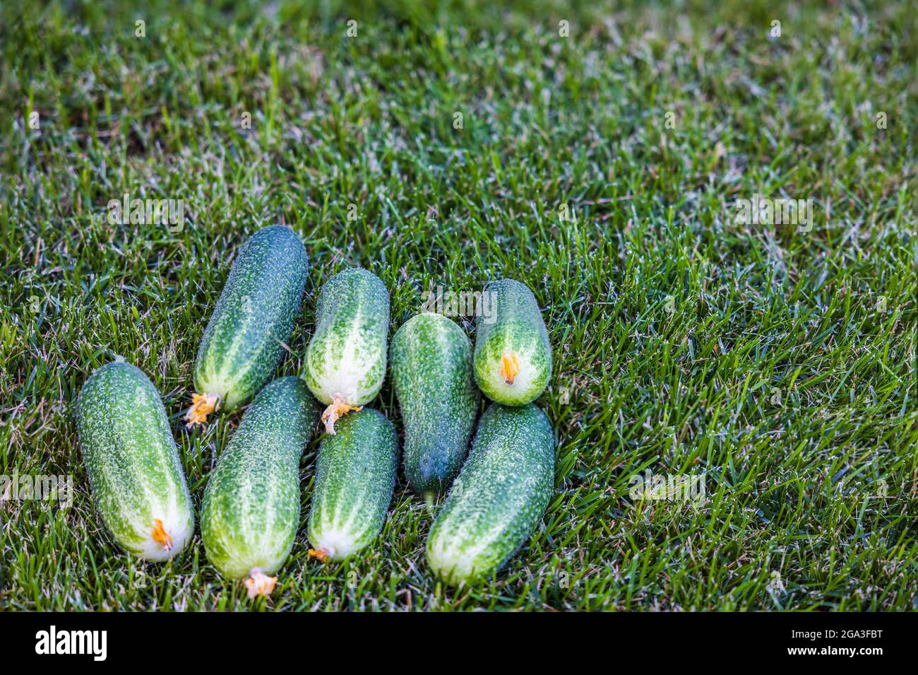 View of harvest of cucumbers lying on green grass. Healthy food concept ...