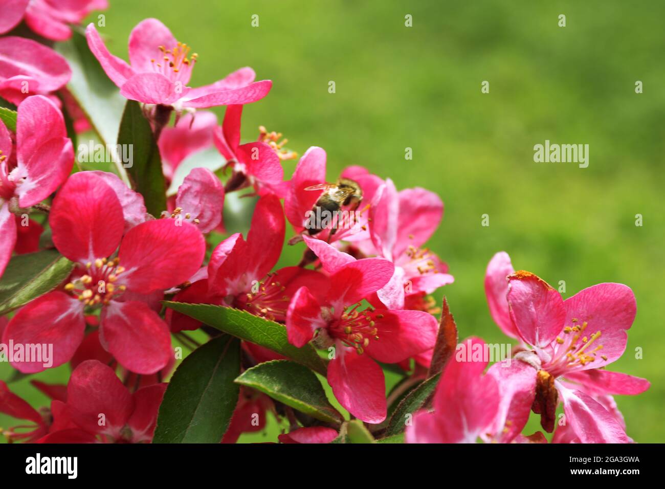 Branch of flowering tree, closeup Stock Photo - Alamy