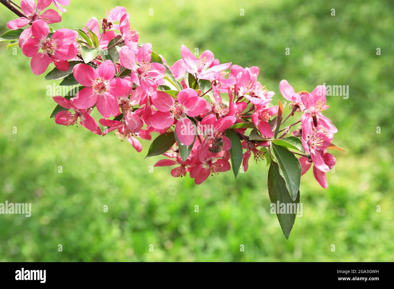 Branch of flowering tree, closeup Stock Photo - Alamy
