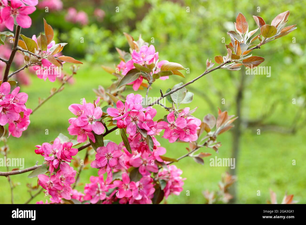 Branch of flowering tree, closeup Stock Photo - Alamy
