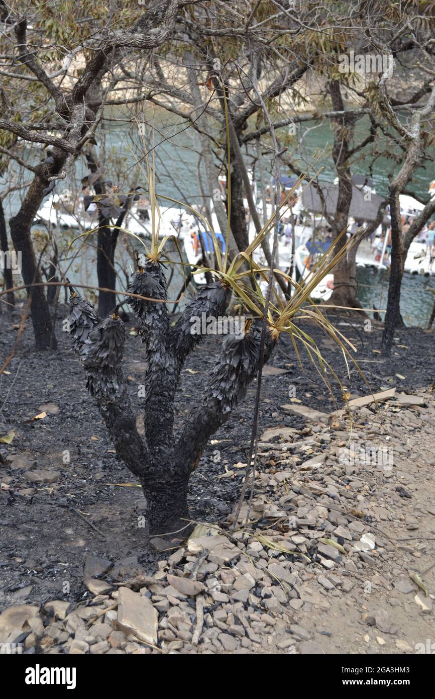 Forest after wild fire depicting a melancholic but artistic view of the ...