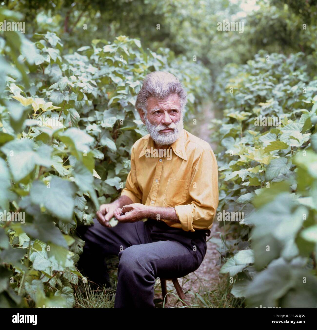 The Romanian actor Ernest Maftei, approx. 1980 Stock Photo - Alamy