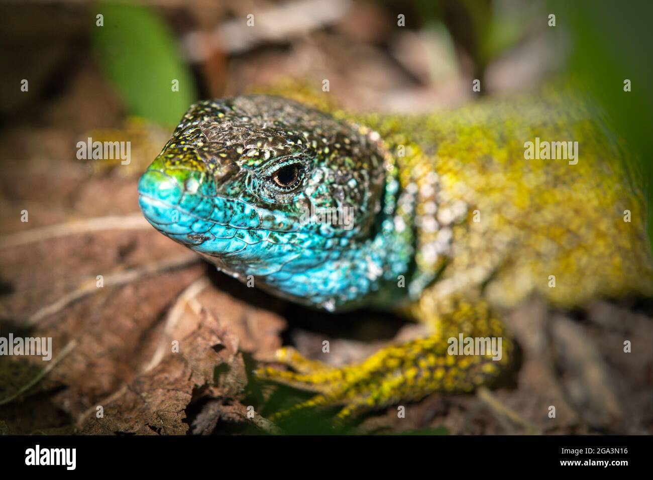 European green lizard in Latin Lacerta viridis detail of Animal Stock ...