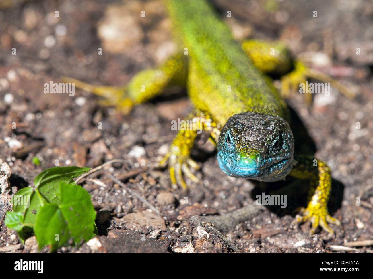 European green lizard in Latin Lacerta viridis detail of Animal Stock ...