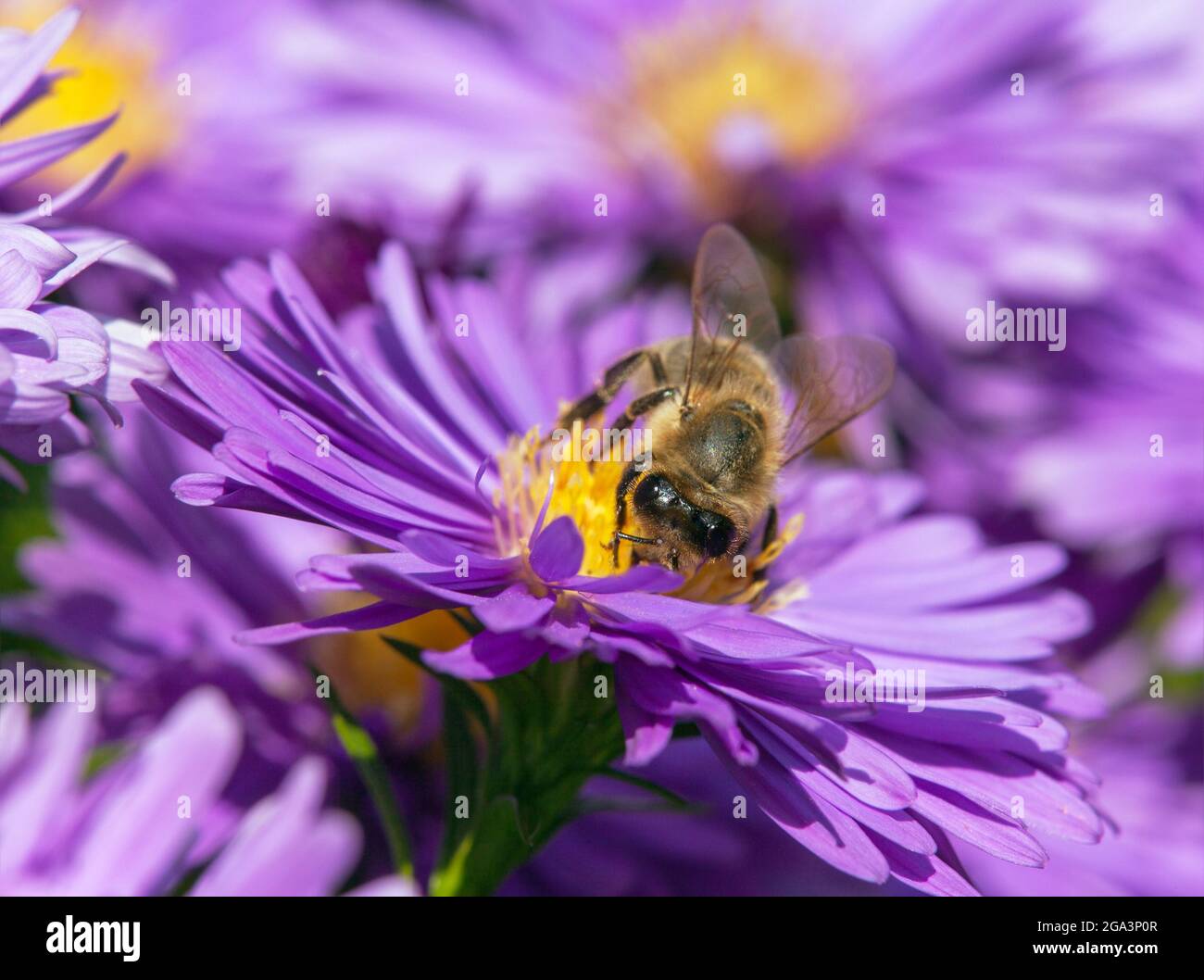 detail of bee or honeybee in Latin Apis Mellifera, european or western ...