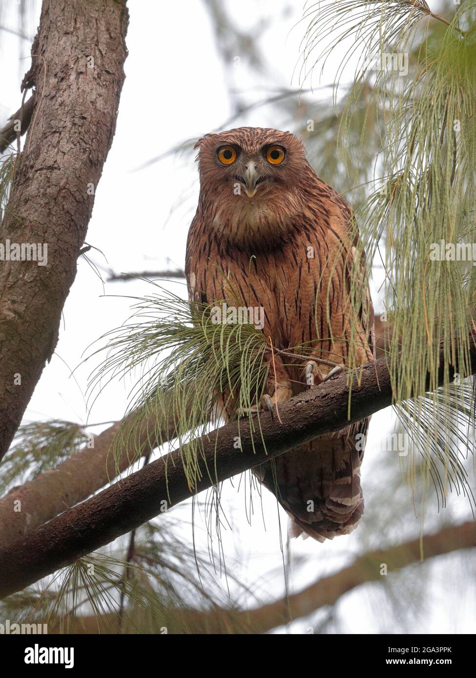 Brown Fish Owl (Ketupa zeylonensis), male, New Territories, Hong Kong ...