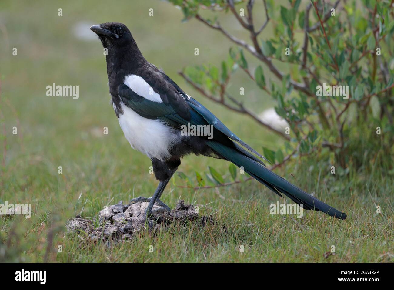Magpie river hi-res stock photography and images - Alamy