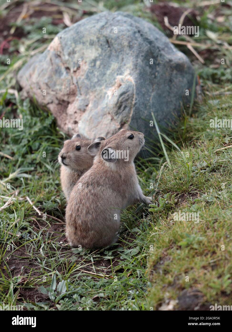 Pika standing hi-res stock photography and images - Alamy