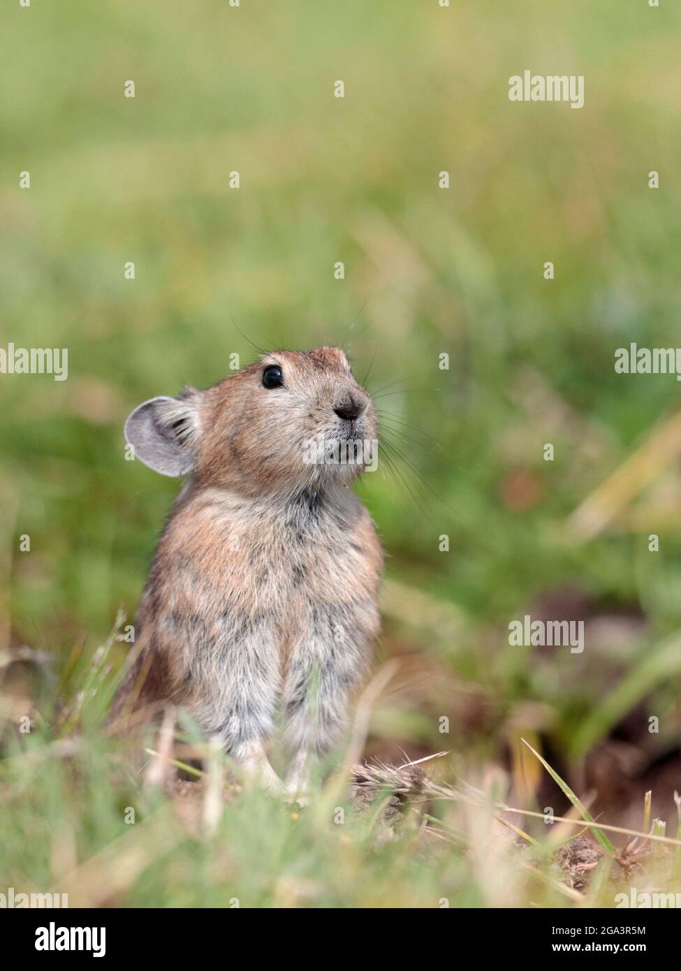 Plateau Pika (Ochotona curzoniae), portrait at nest burrow, near Yushu ...