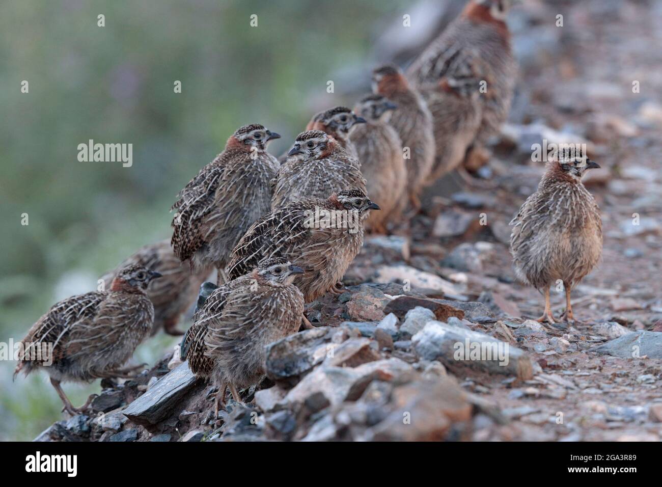 Partridge chicks hi-res stock photography and images - Alamy