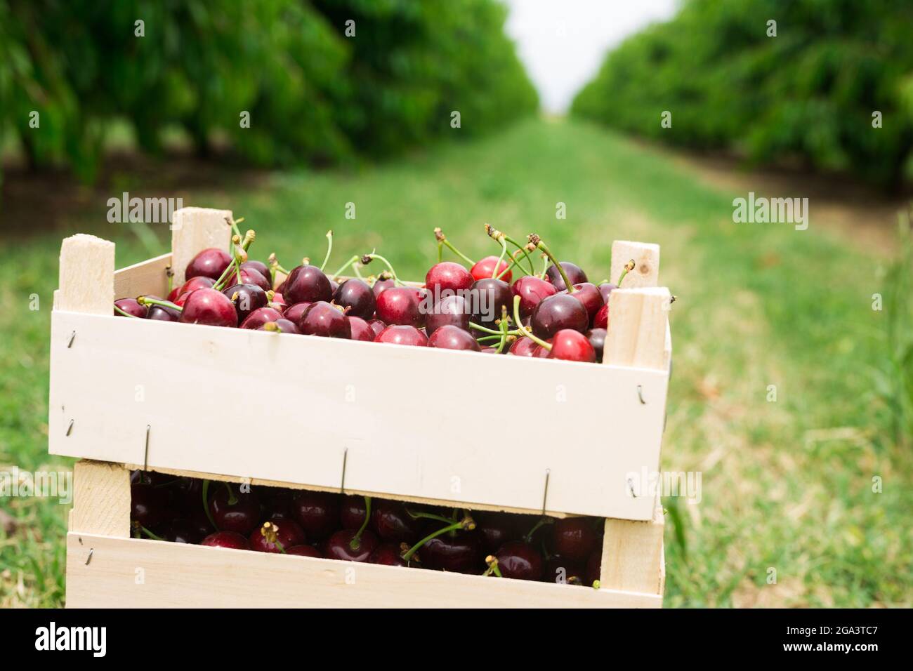 Boxes with cherry on farm field Stock Photo - Alamy