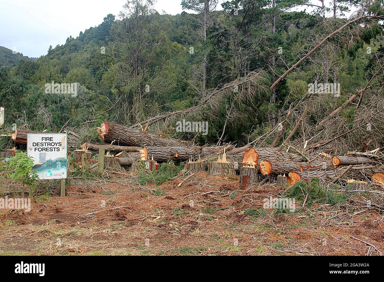 Ironic fire safety sign at clear felled forest Stock Photo - Alamy