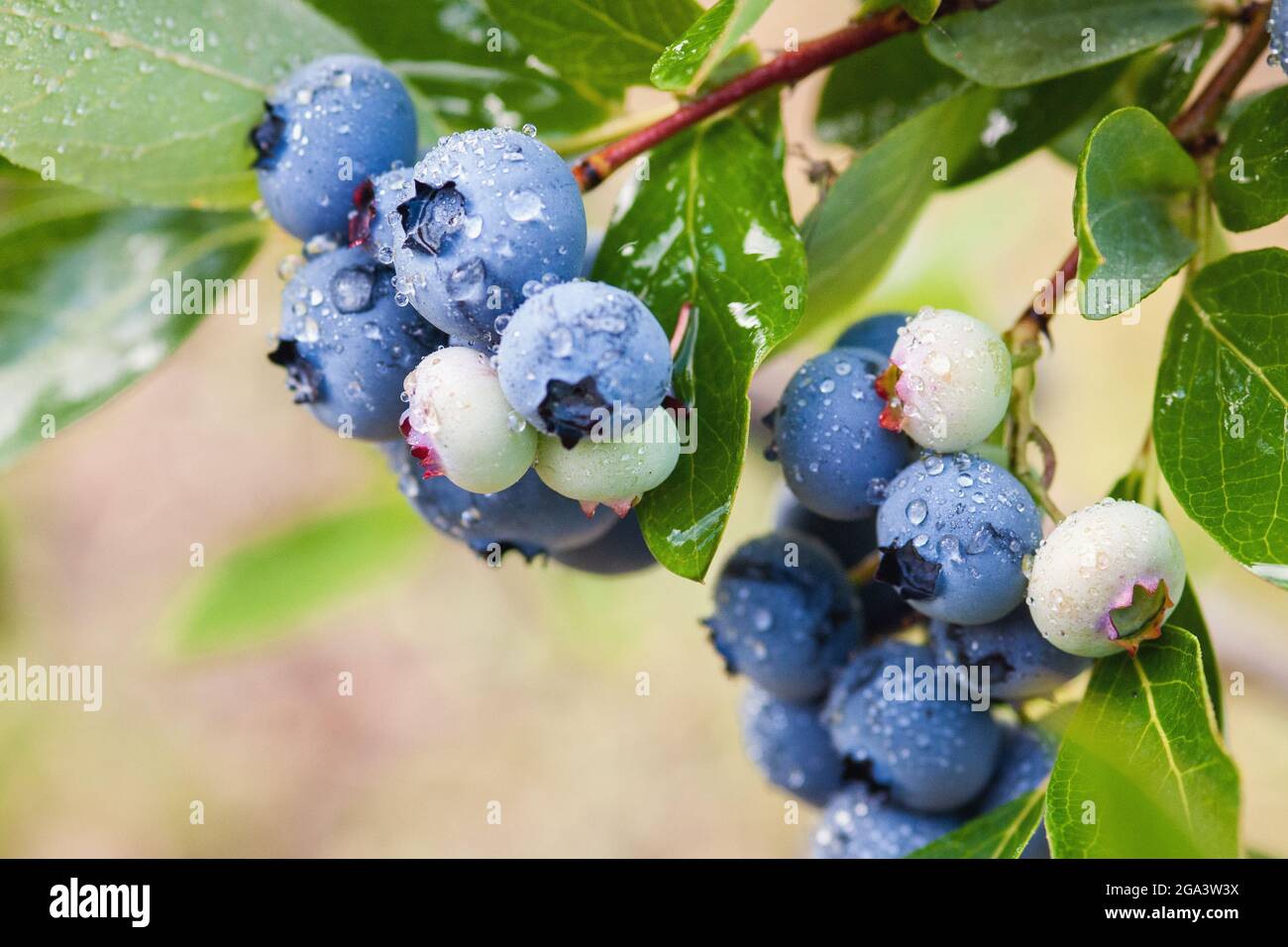 Blueberry berries growing on the bush wet with dew, close up Stock ...