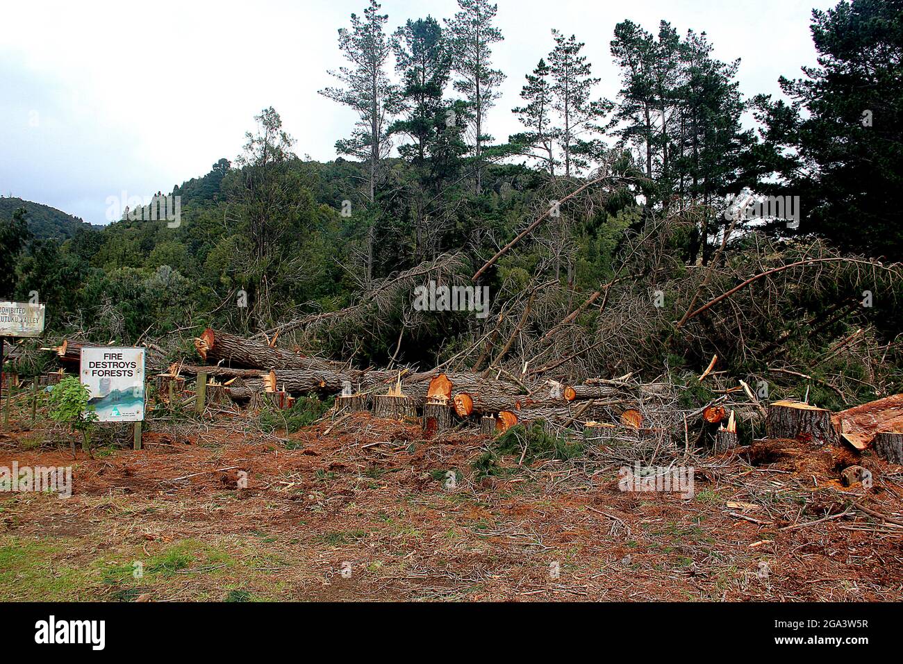 Ironic fire safety sign at clear felled forest Stock Photo - Alamy