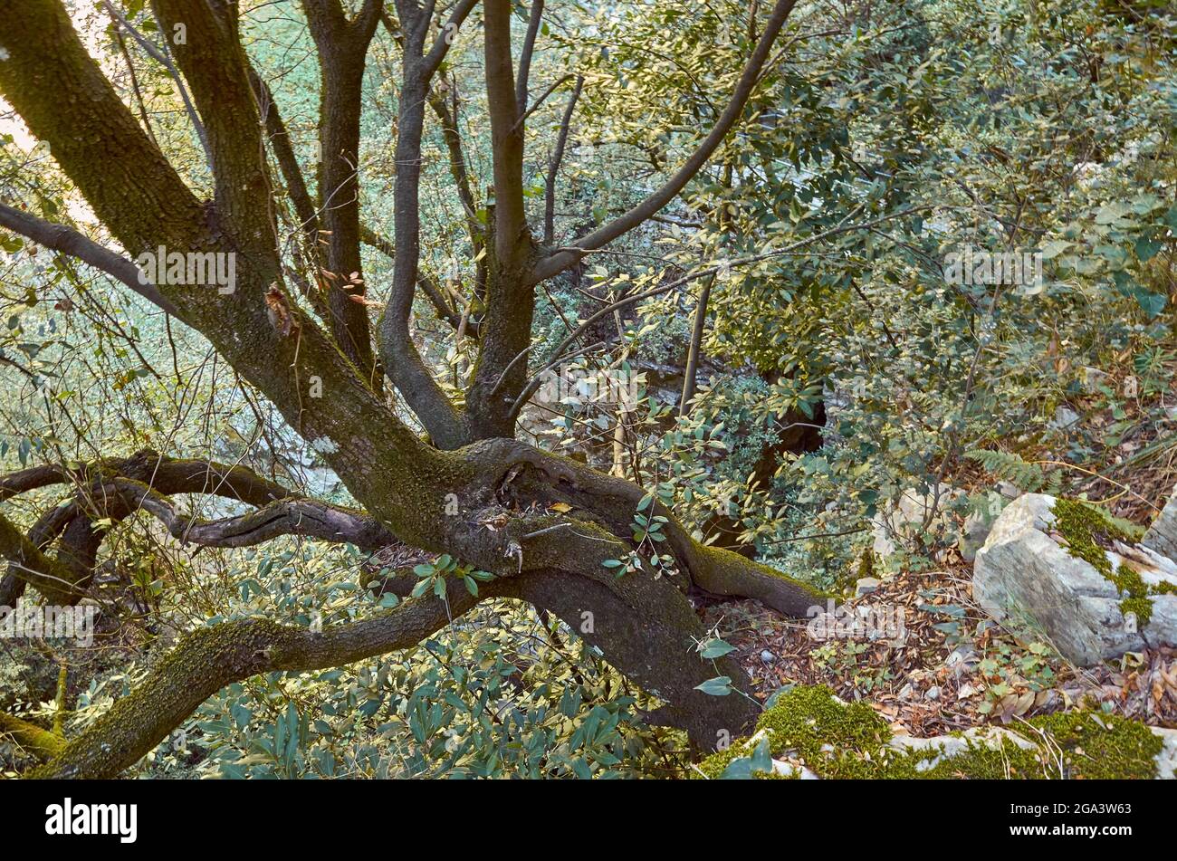 Natural scenery from the famous Ridomo gorge in Taygetus Mountain. The ...
