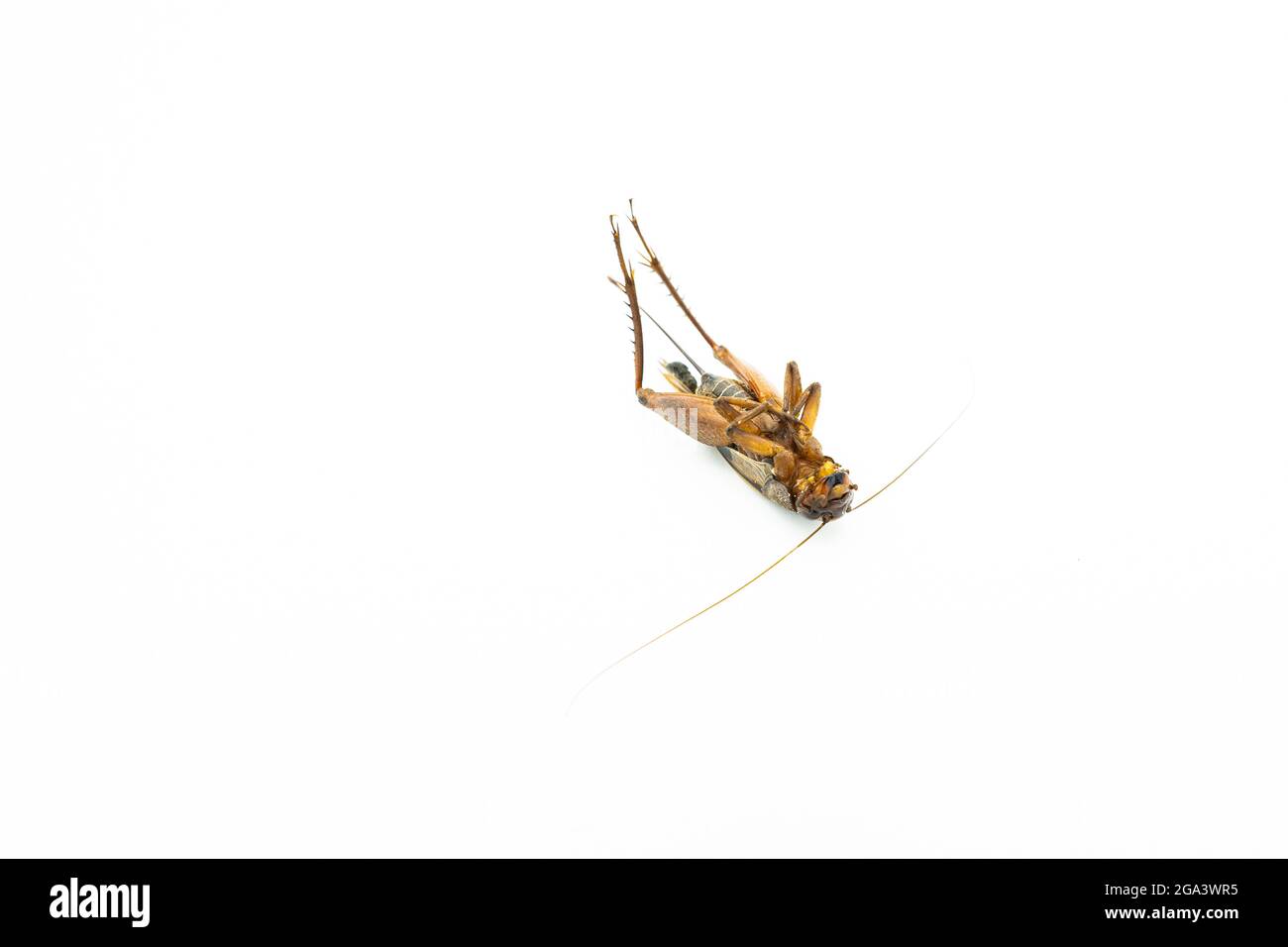 Isolated shot of dead cricket on a white background with free space for ...