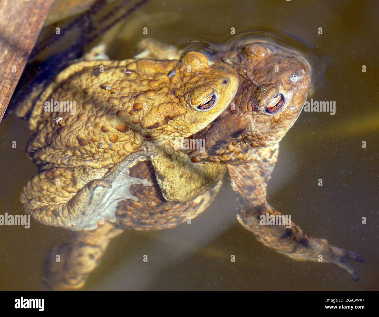 Common or European toad brown colored, Mating toads in the pond Stock ...