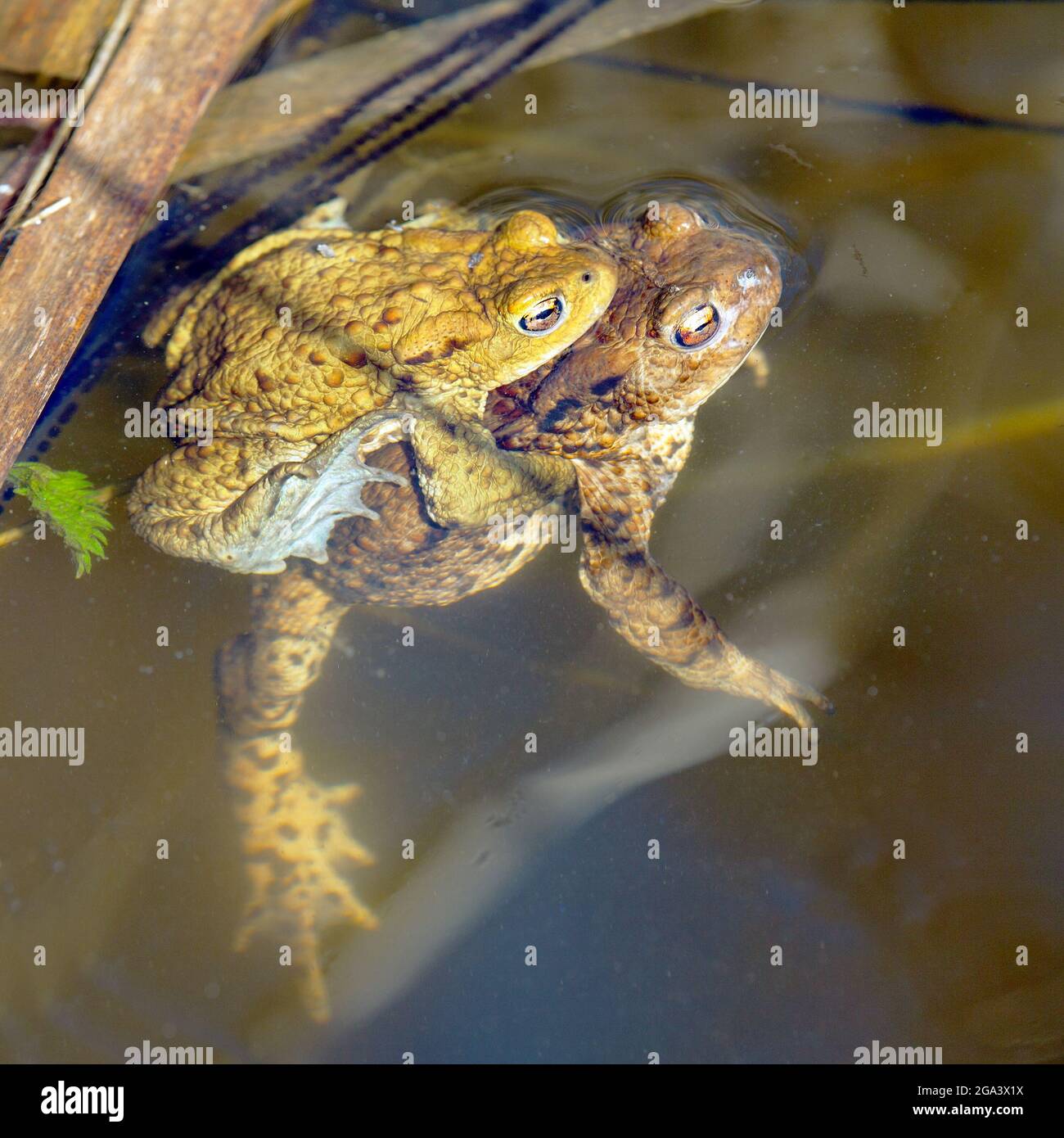 Common or European toad brown colored, Mating toads in the pond Stock ...